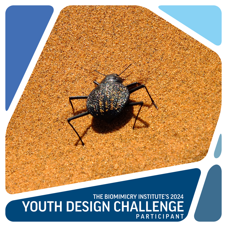 YDC Media Kit — Biomimicry Youth Design Challenge