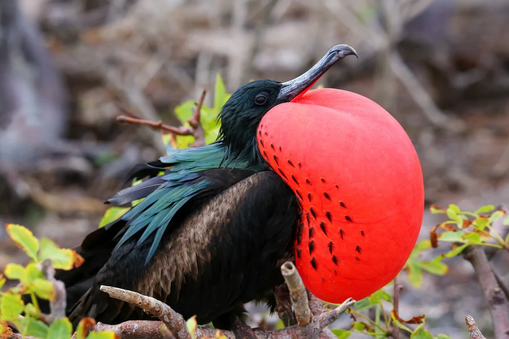 Biomimicry Youth Design Challenge