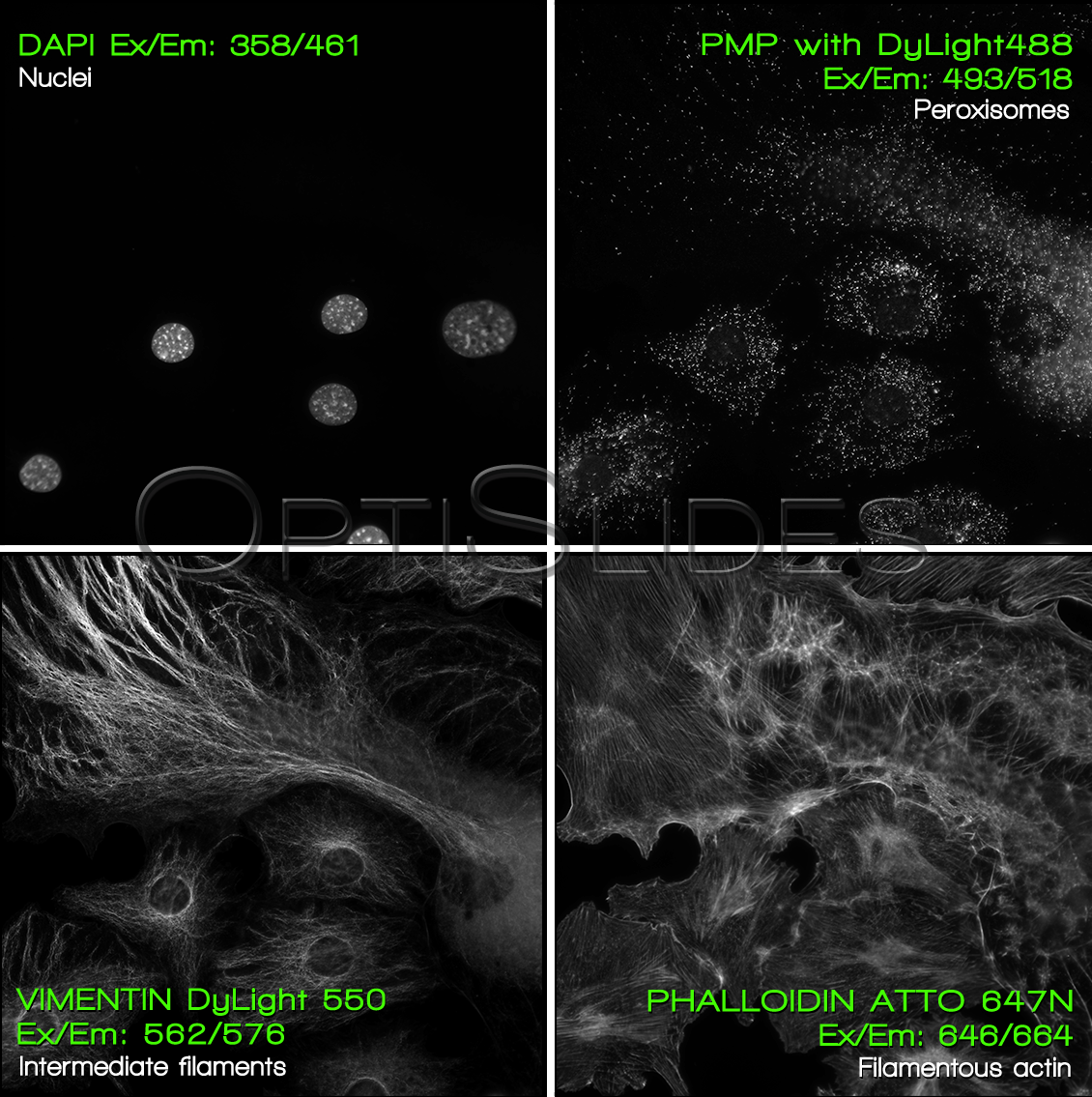 Mouse Fibroblast Prepared Slide — Optislides