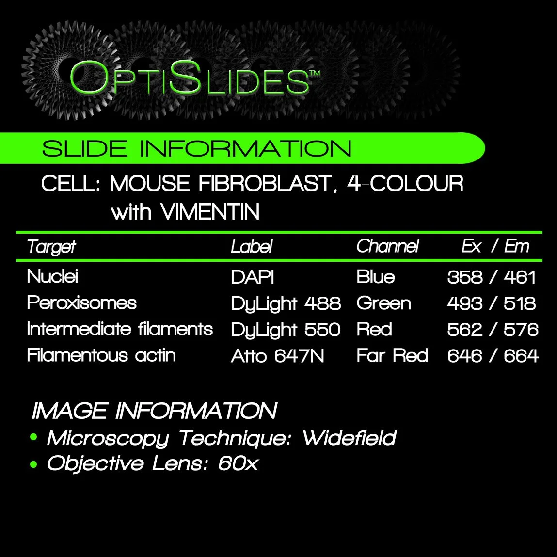 Mouse Fibroblast Prepared Slide — Optislides