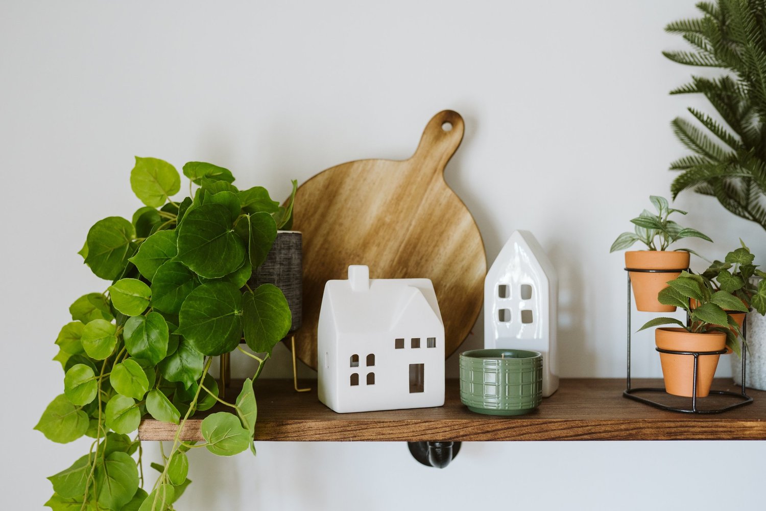 Here are 9 of the most common houseplants to consider — Floralogist