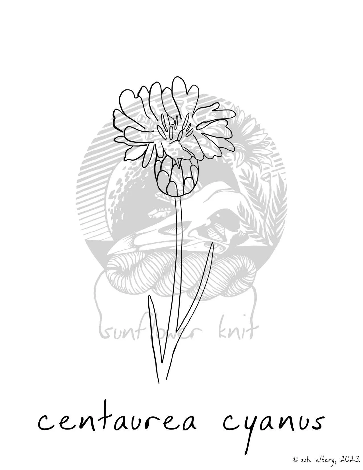 colouring page - indigo (persicaria tinctoria) — ash alberg | sunflower ...