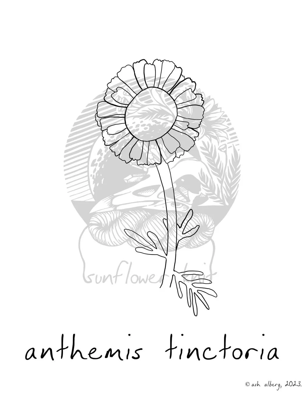 colouring page - indigo (persicaria tinctoria) — ash alberg | sunflower ...