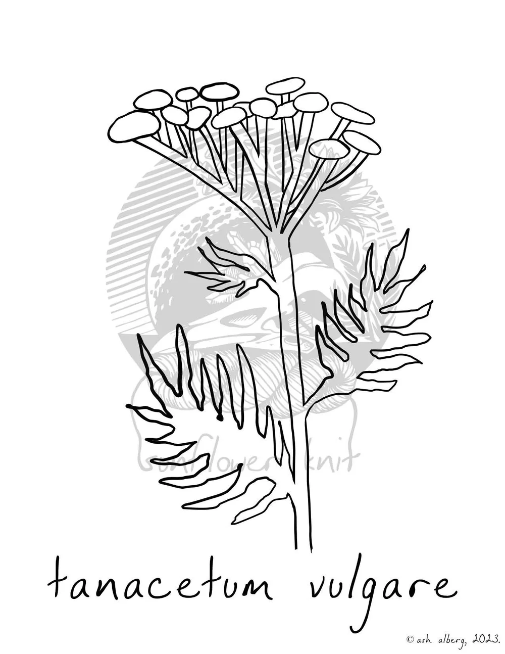 colouring pages — natural dyeing with kids (at home) — ash alberg ...