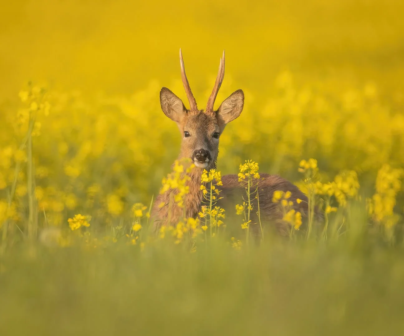 Photography Fine Art Prints — Natural World Photography