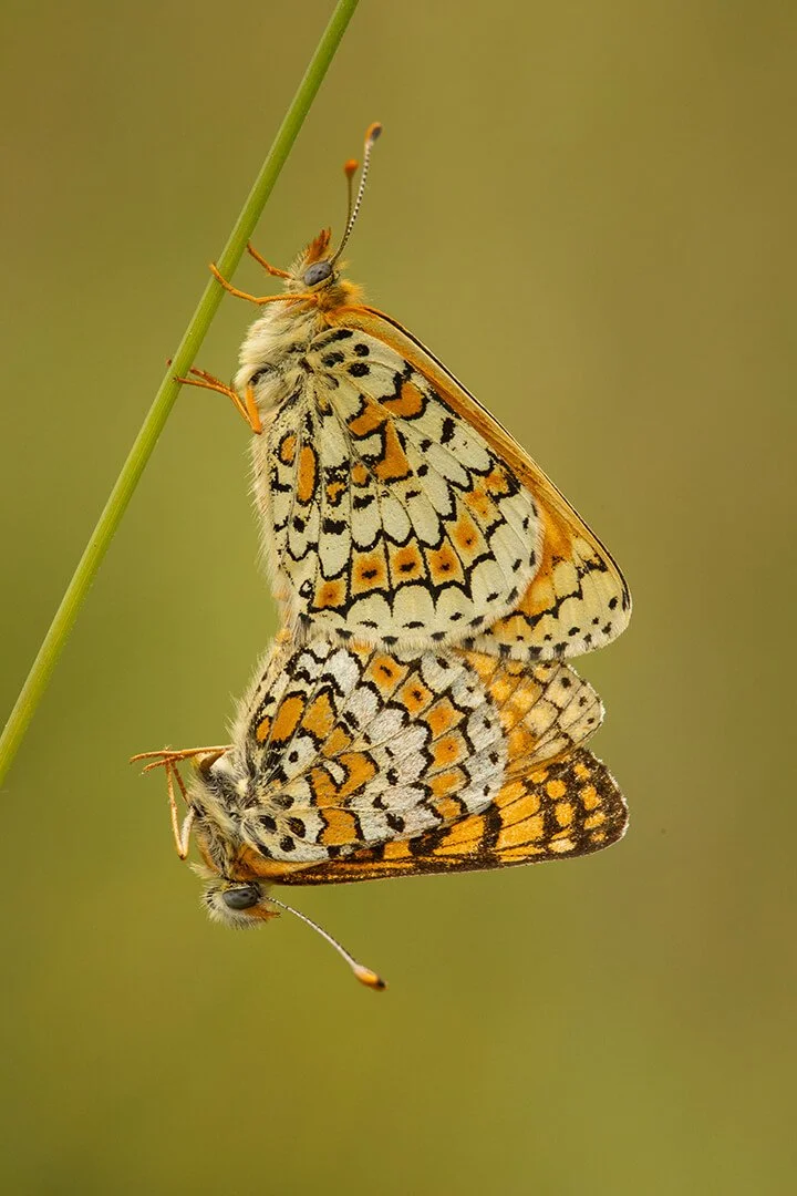 Photography Fine Art Prints — Natural World Photography
