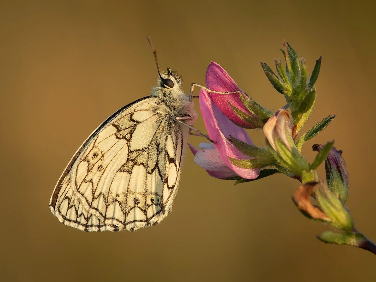 Marbled white butterfly, Morgan's Hill, Wiltshire — Natural World ...