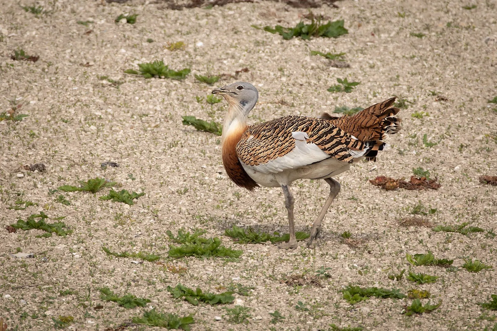 Bustards, Butterflies and Barn Owls: Wiltshire Wildlife Photography ...
