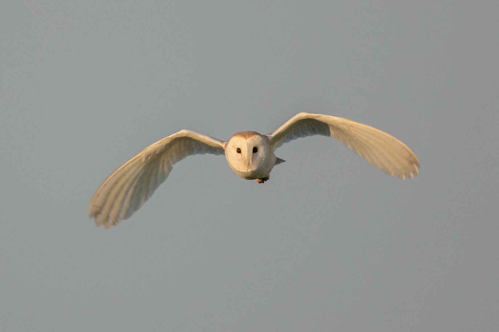 Bustards, Butterflies and Barn Owls: Wiltshire Wildlife Photography ...
