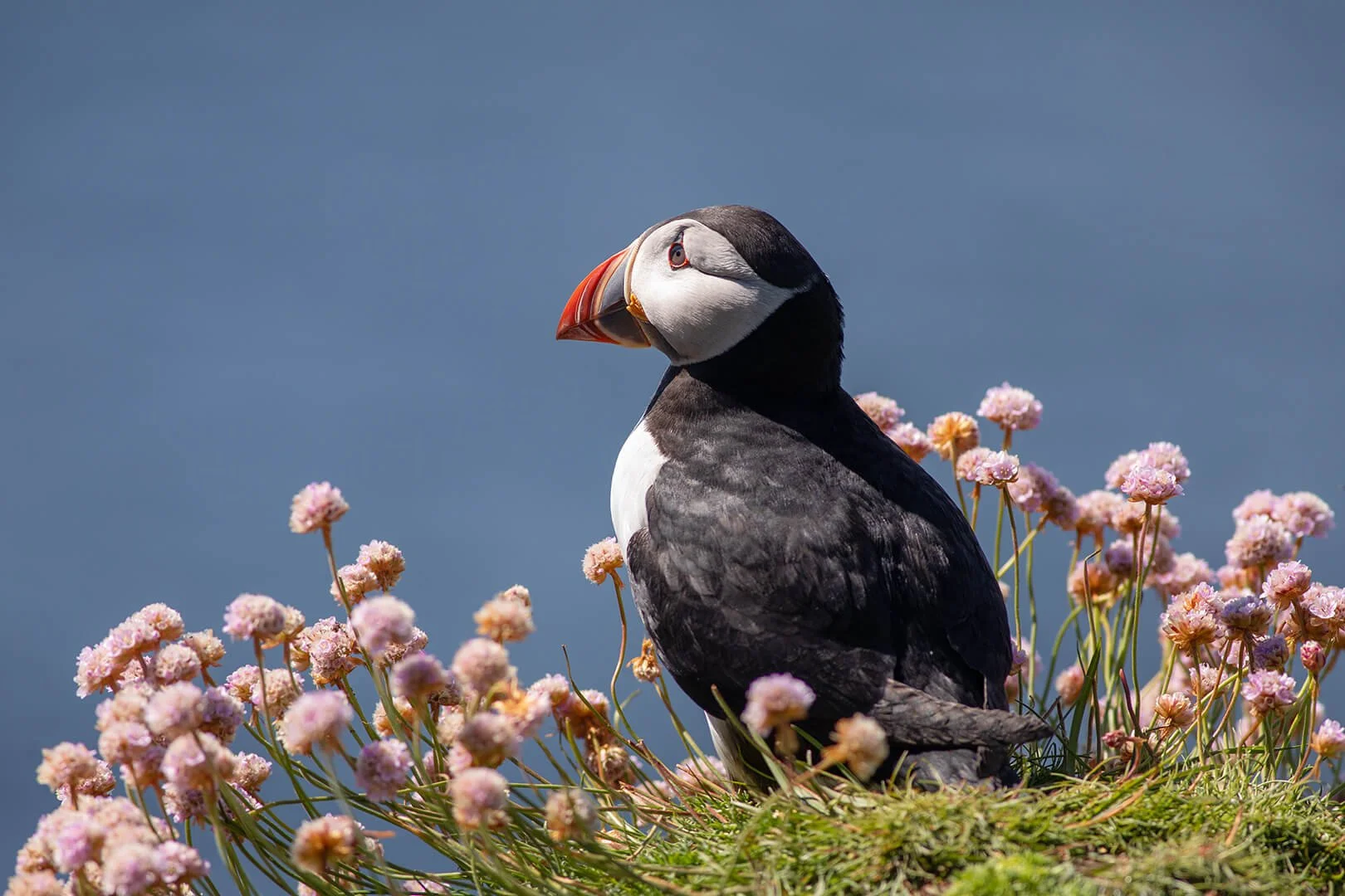 Otters, Eagles and Seabirds: Isle of Mull Wildlife Photography Tour ...