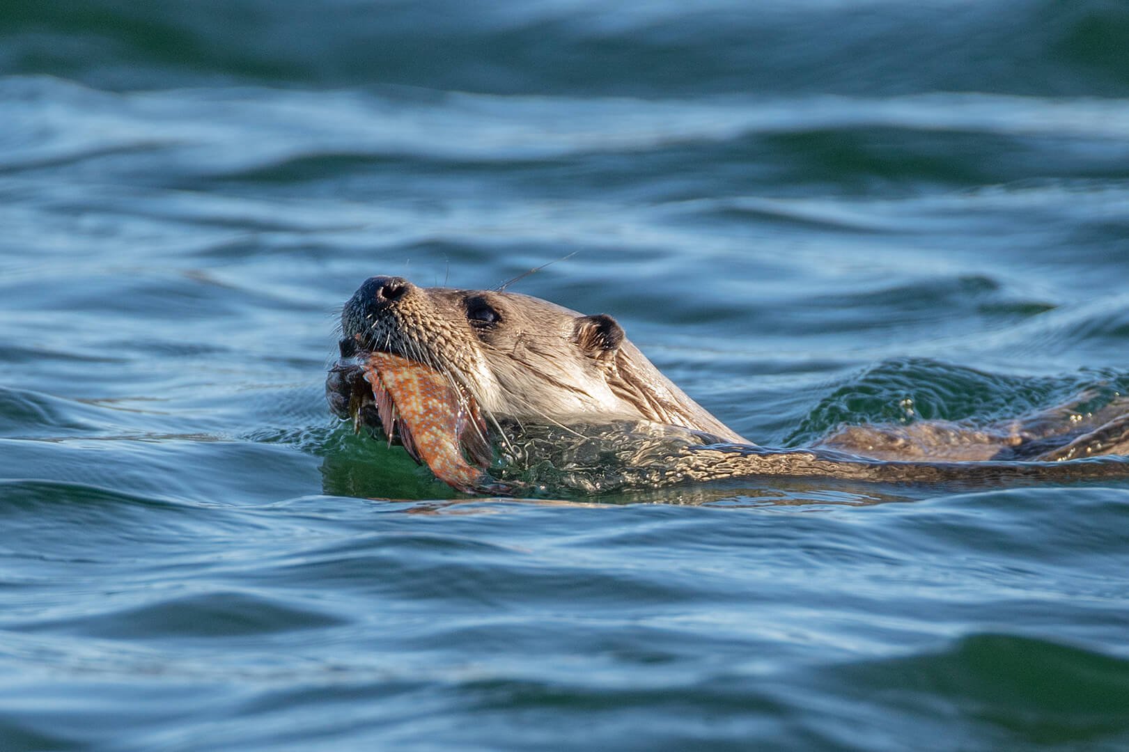 Otters, Eagles and Seabirds: Isle of Mull Wildlife Photography Tour ...