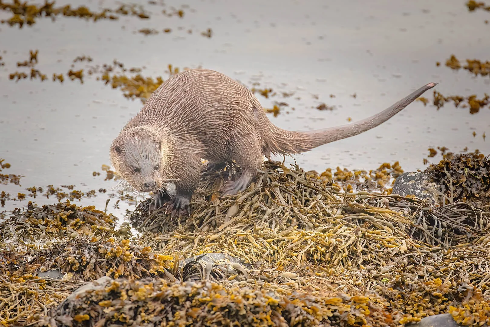 Otters, Eagles and Seabirds: Isle of Mull Wildlife Photography Tour ...