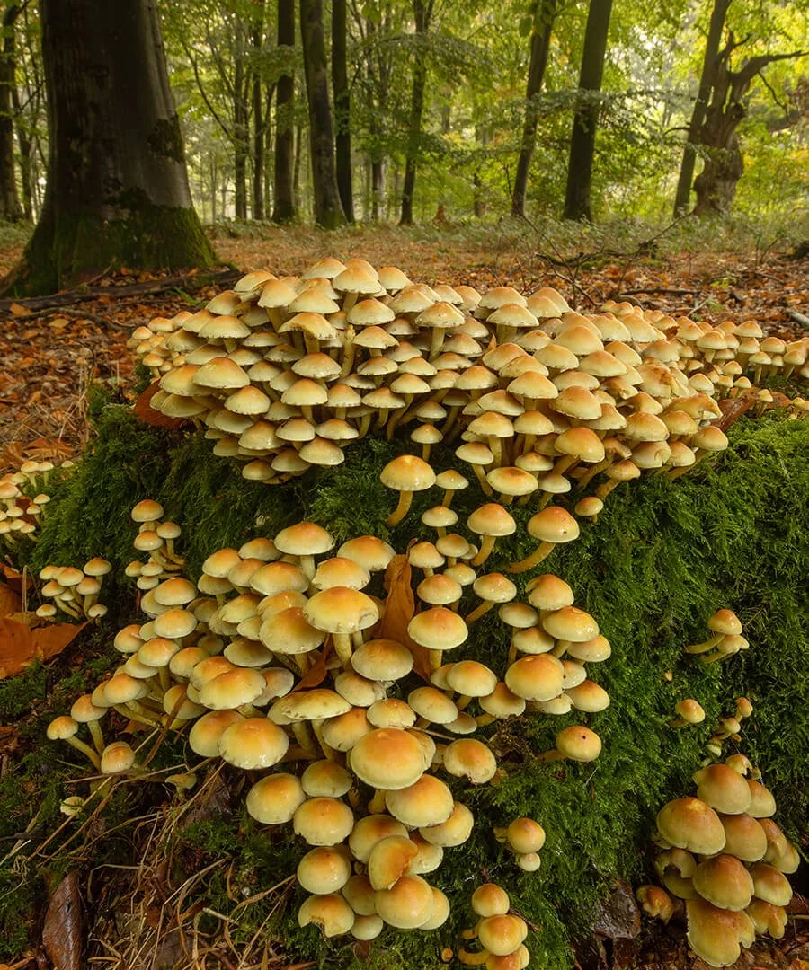Savernake Forest In Autumn Photography Workshop — Natural World Photography