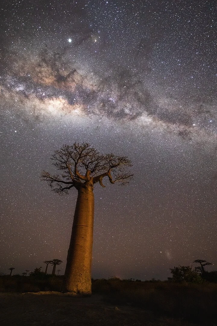 Milky Way over Grandidier's Baobab — Natural World Photography
