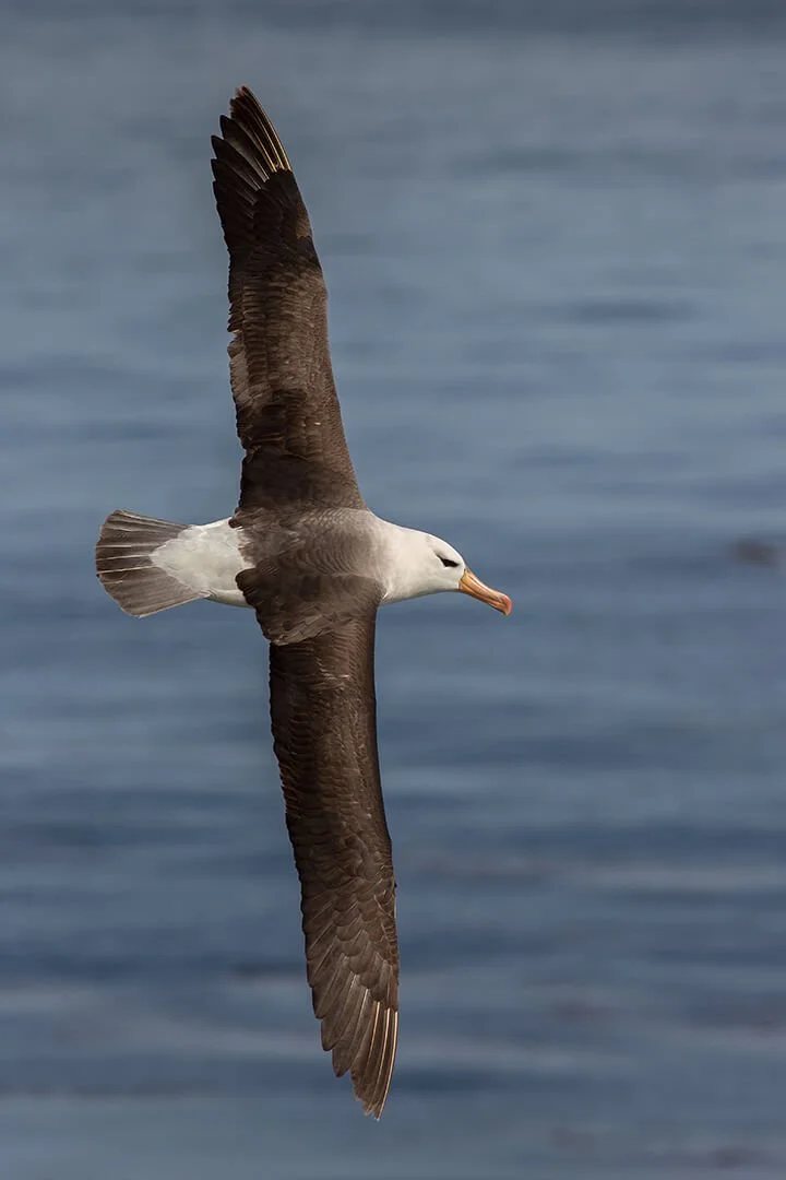 Black-browed Albatross in Flight — Natural World Photography