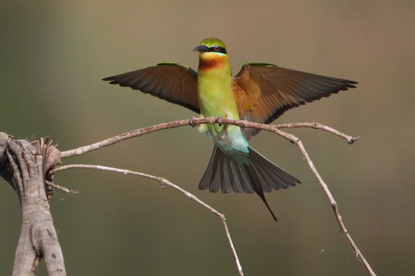Blue-tailed Bee-eater — Natural World Photography