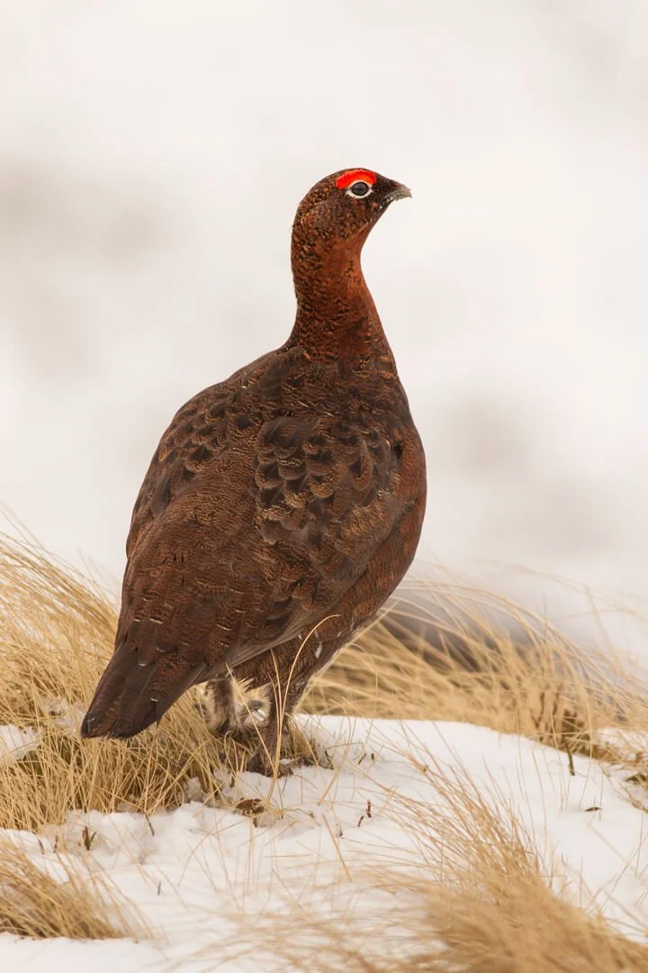 Red Grouse — Natural World Photography