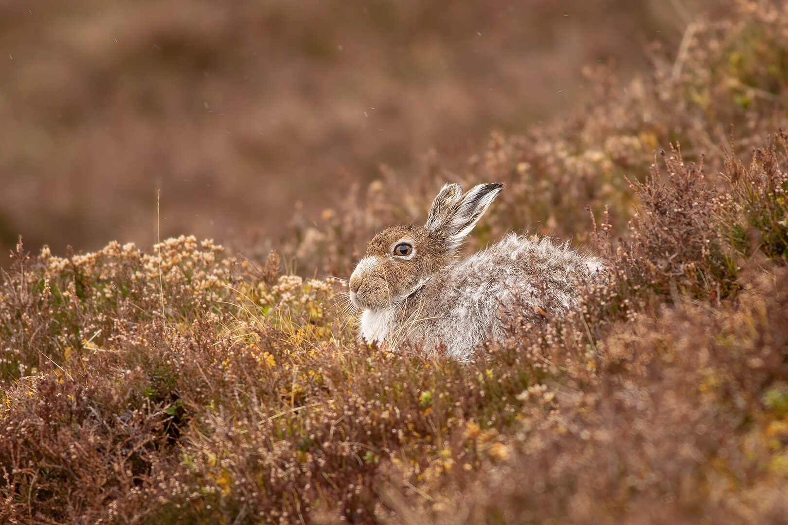 Mountain Hare Hunkered Down — Natural World Photography