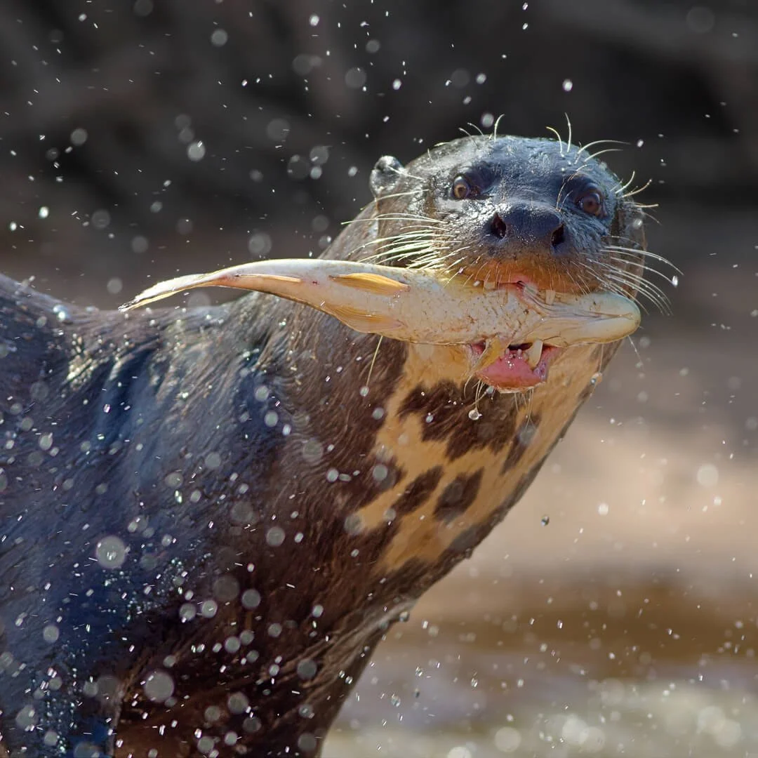 Giant Otter Catching Fish — Natural World Photography