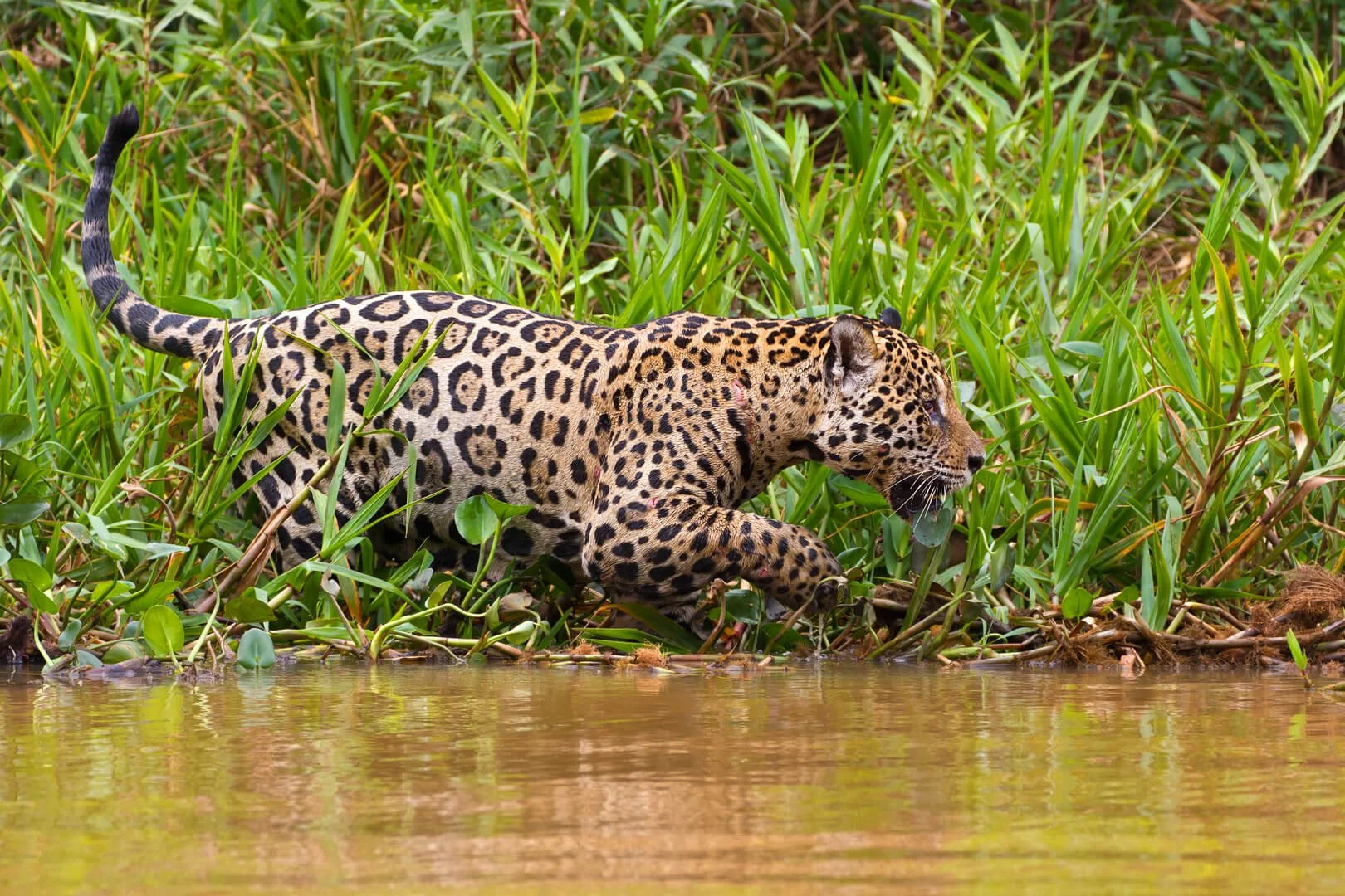 Jaguar, Hunting — Natural World Photography