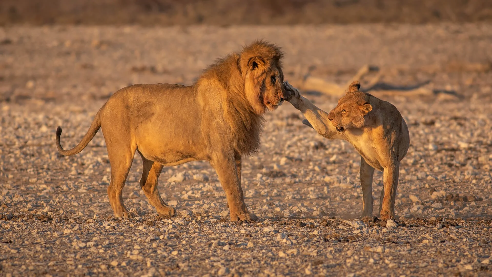 Lions Interacting — Natural World Photography