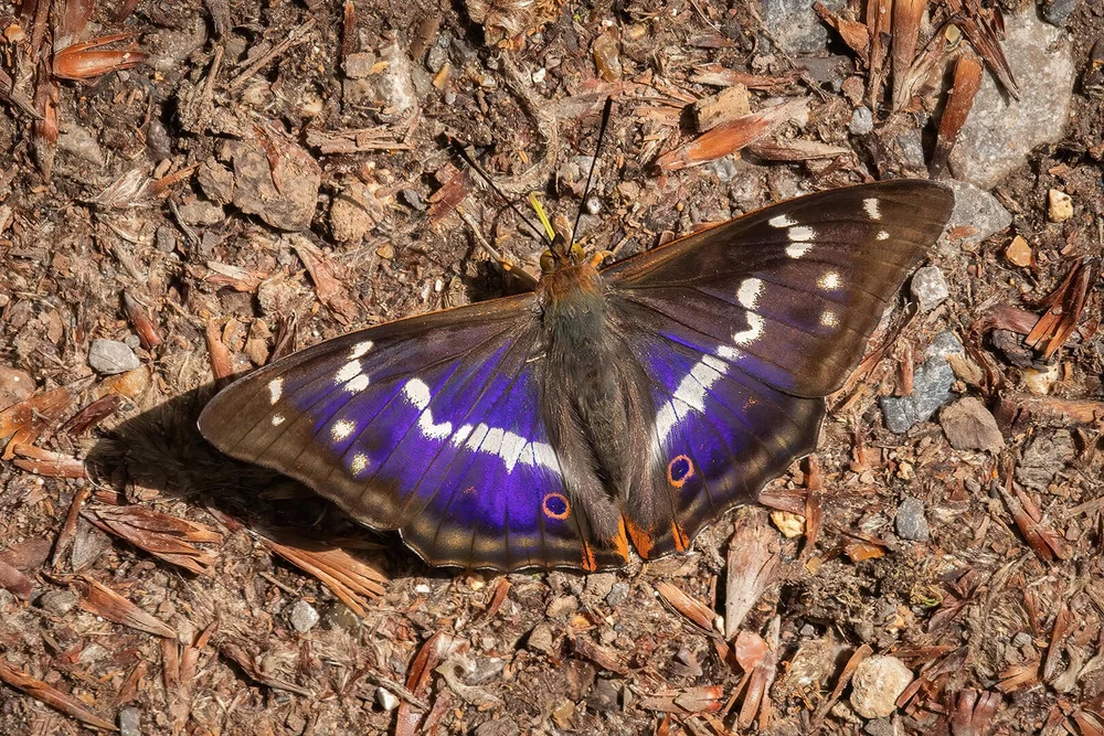 Emperors and Admirals — Natural World Photography