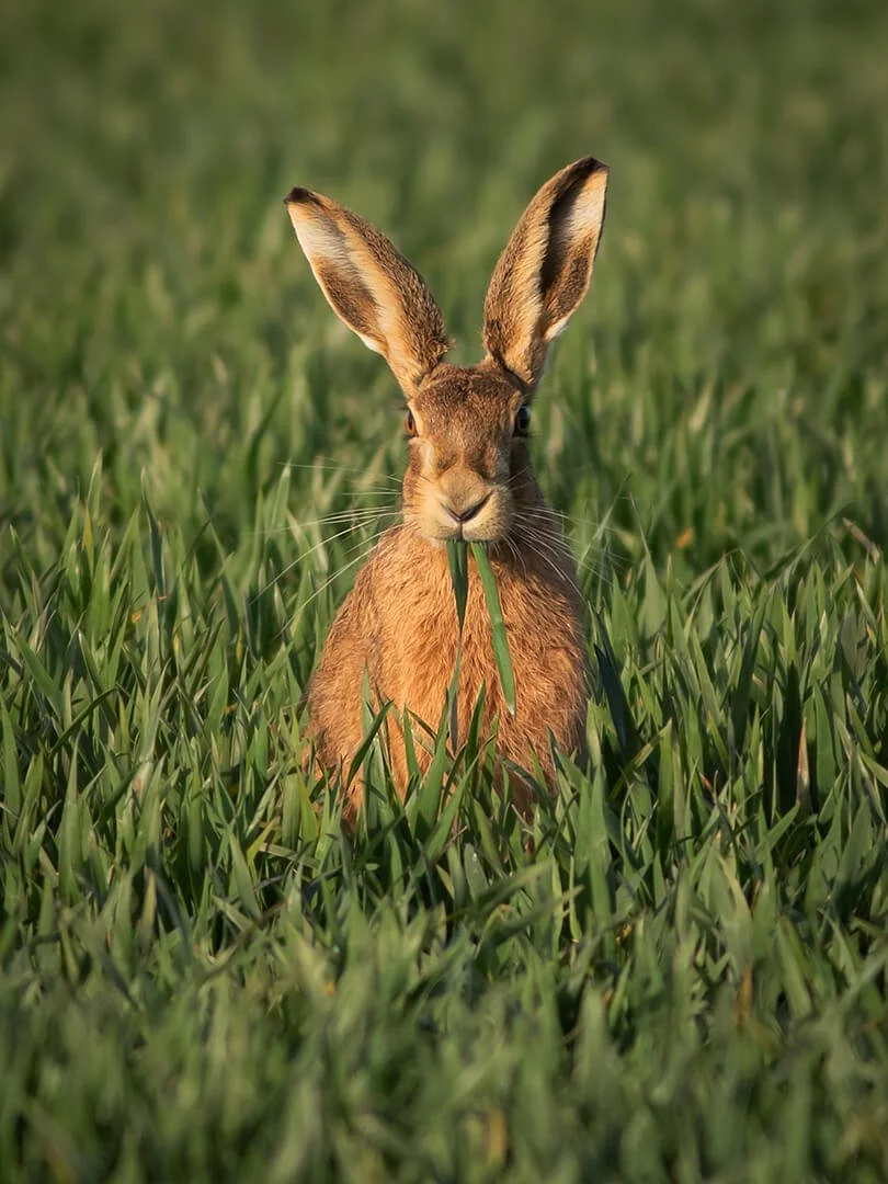 Salisbury Plain in Spring — Natural World Photography
