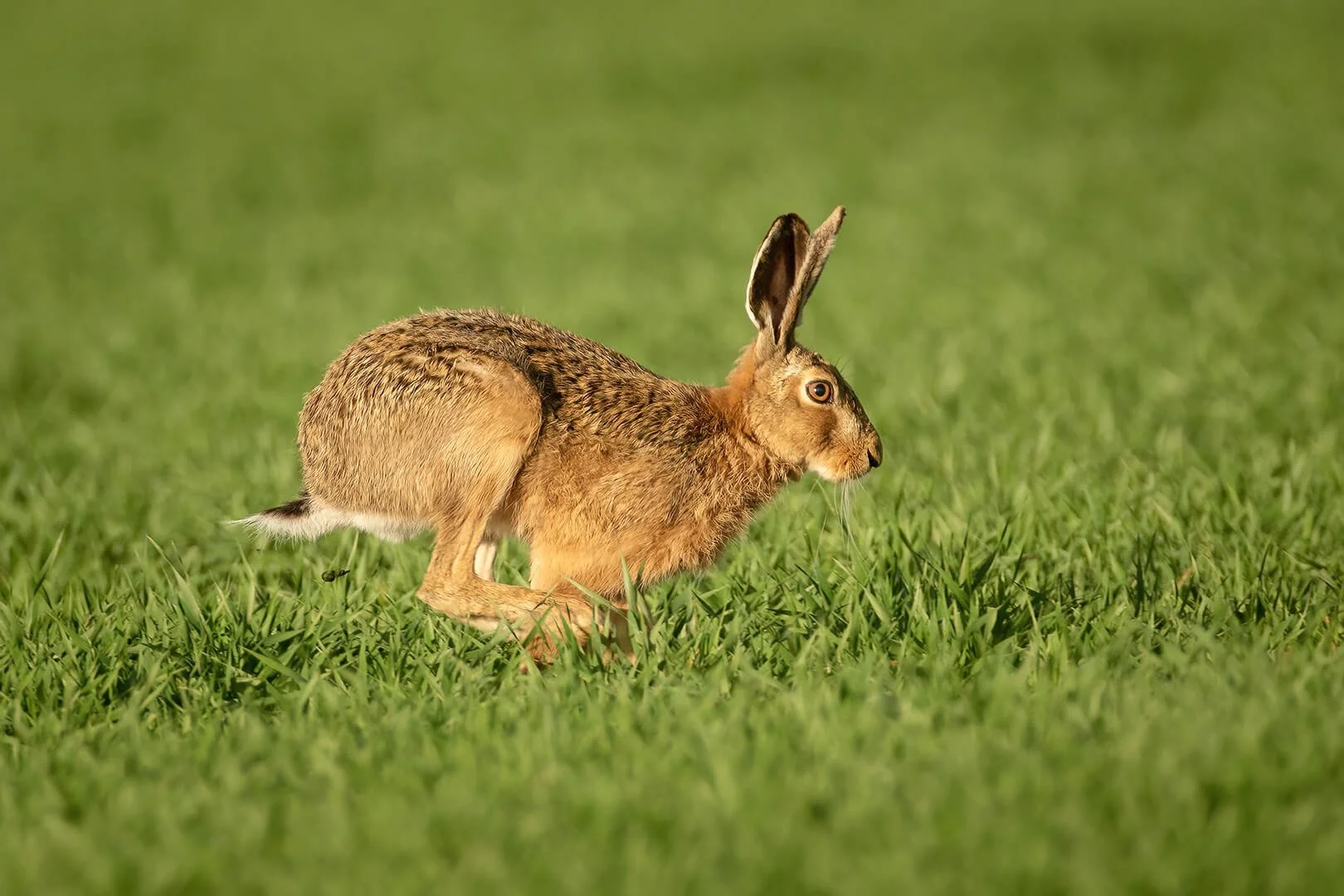 Salisbury Plain in Spring — Natural World Photography
