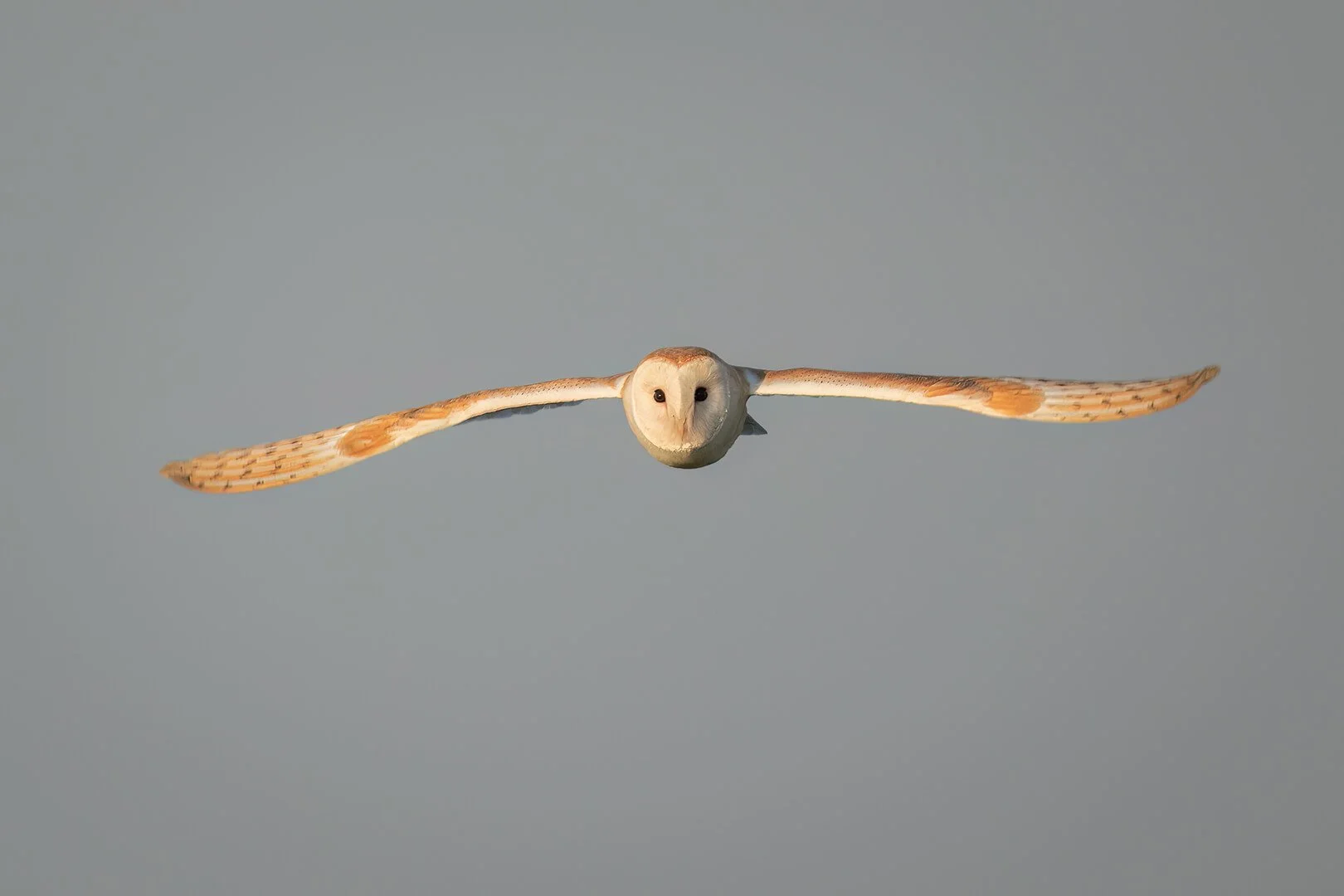 Salisbury Plain in Spring — Natural World Photography