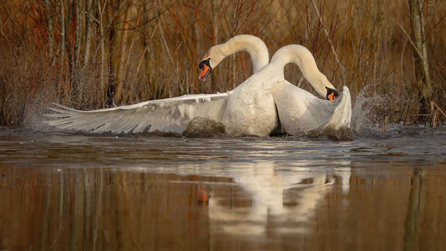 Fighting Swans — Natural World Photography