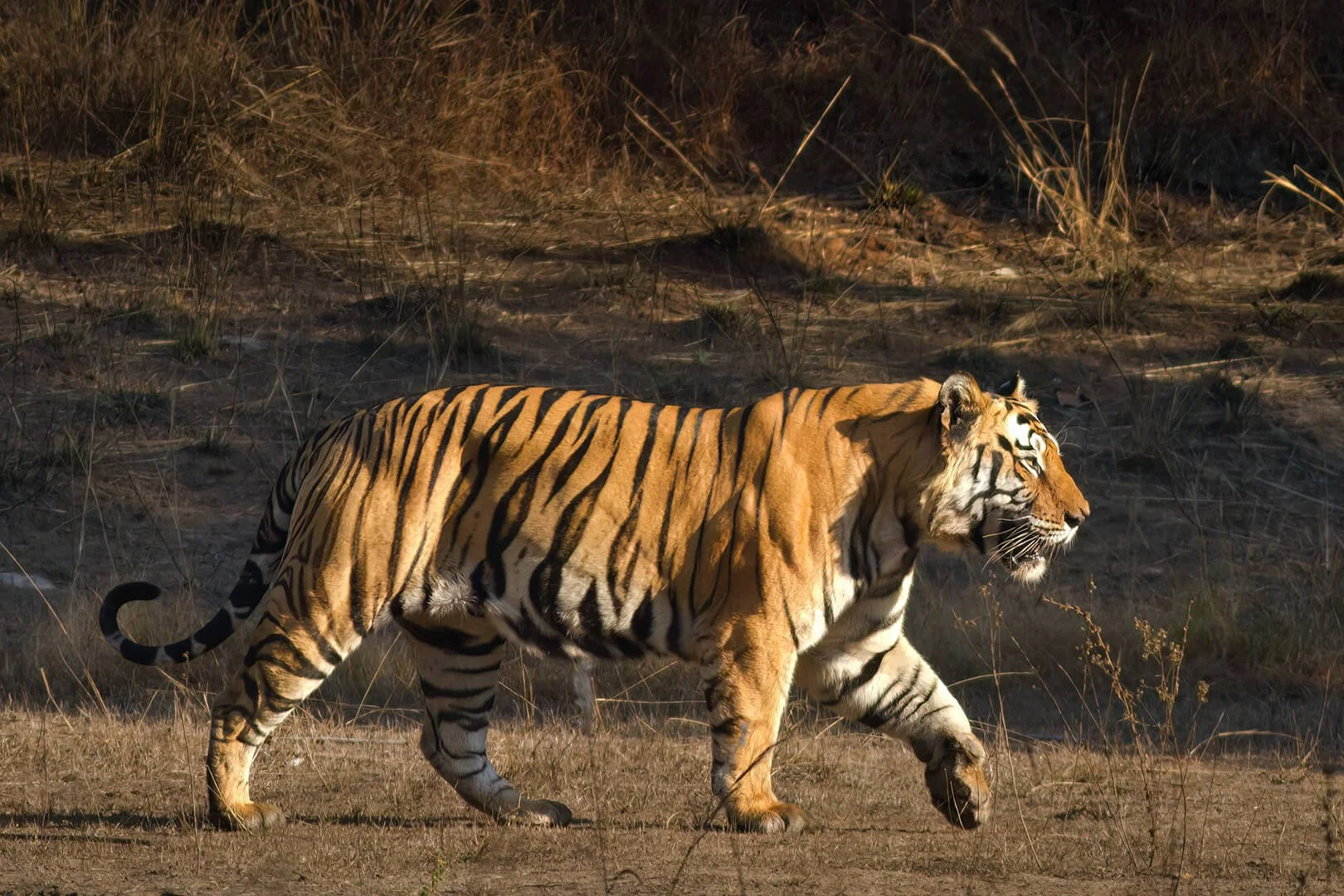 Photographing the Diversity of Mammals — Natural World Photography