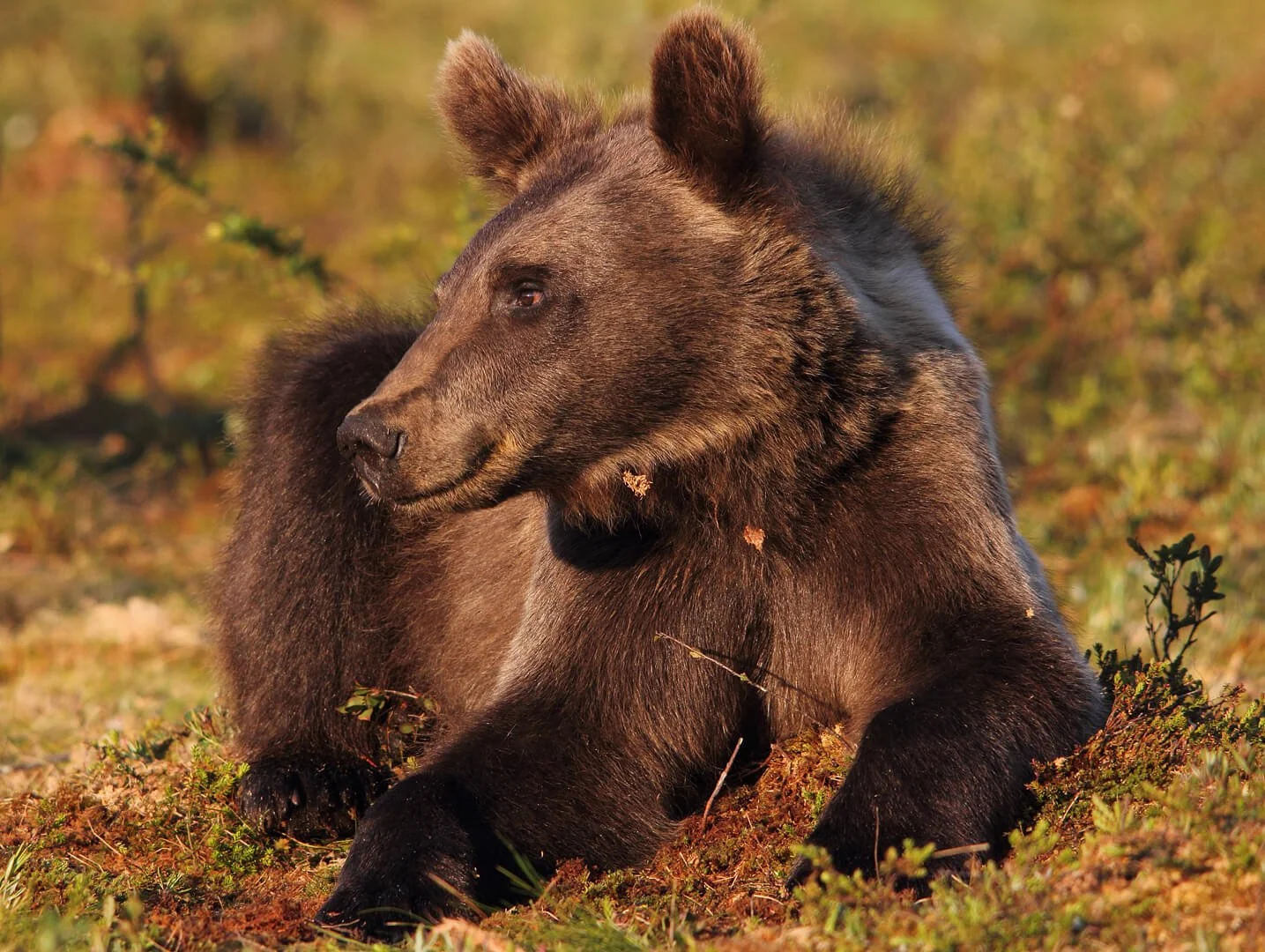 Adolescent brown bear — Natural World Photography