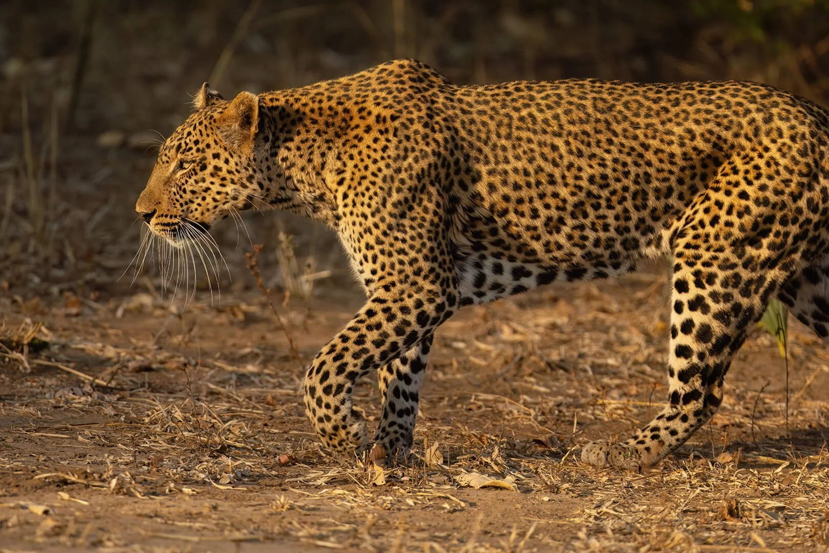 Photographing the Diversity of Mammals — Natural World Photography