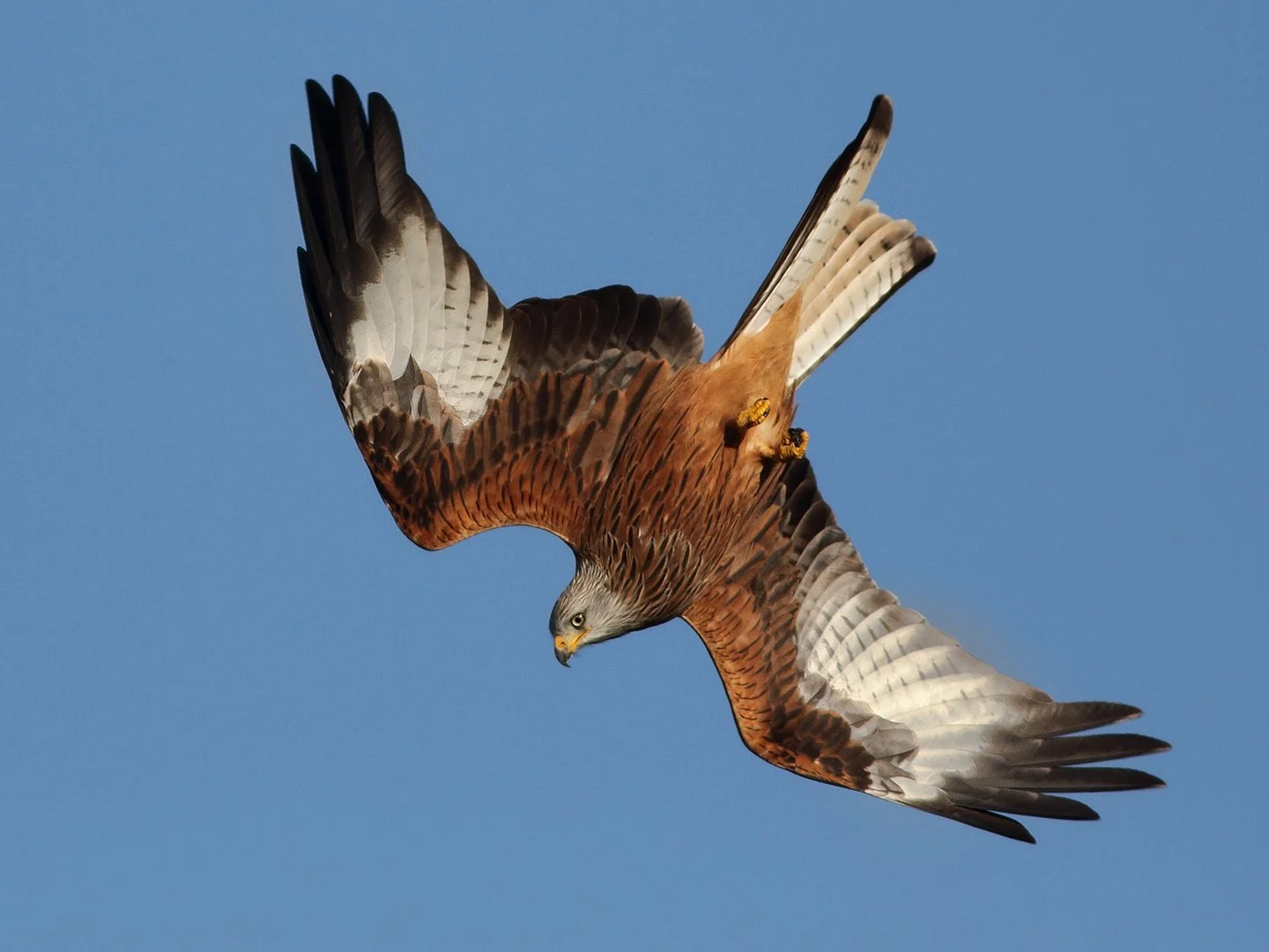 Red kite diving — Natural World Photography