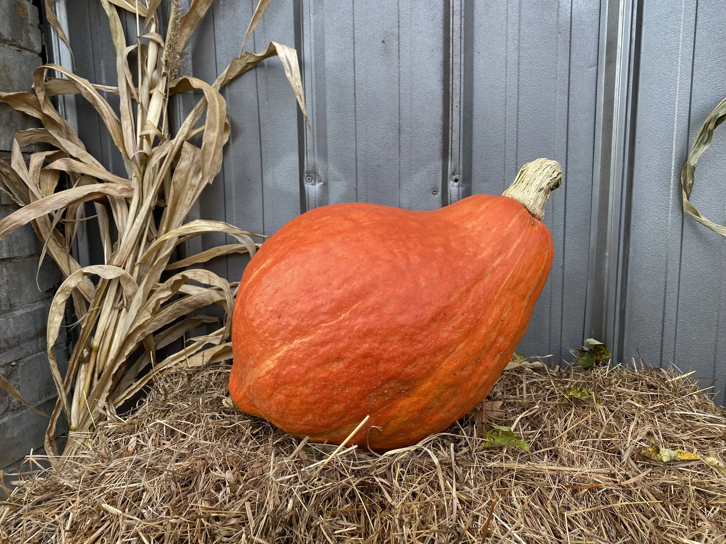 Pumpkin Risotto — The Heirloom Farmer
