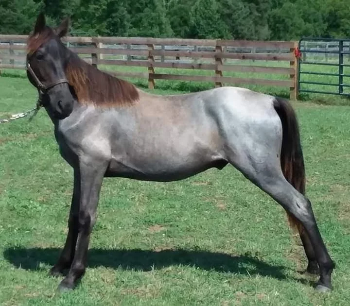No Longer on Sale - Levi - blue roan TWH gelding — Hope & Joy Acres