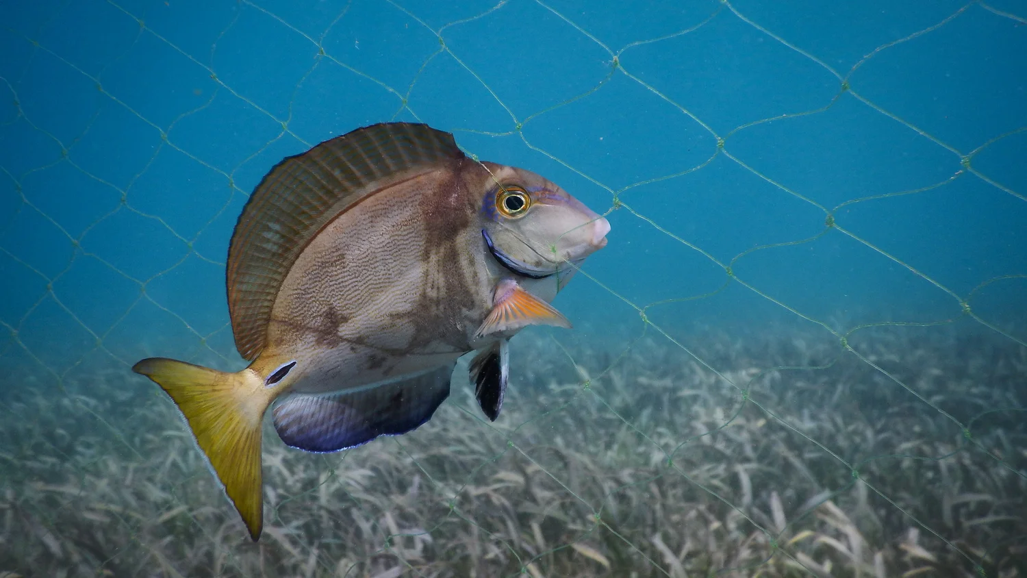 The Problem — Haiti Ocean Conservancy