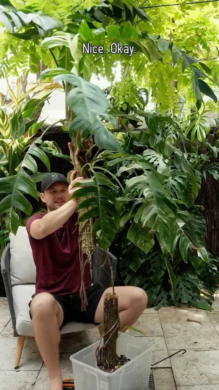 Sydneyplantguy
