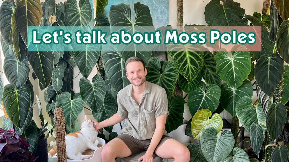 Moss Poles — SydneyPlantGuy