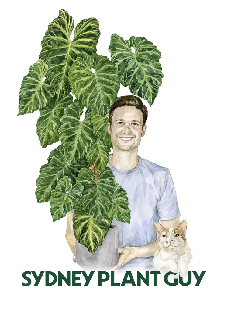 Sydneyplantguy