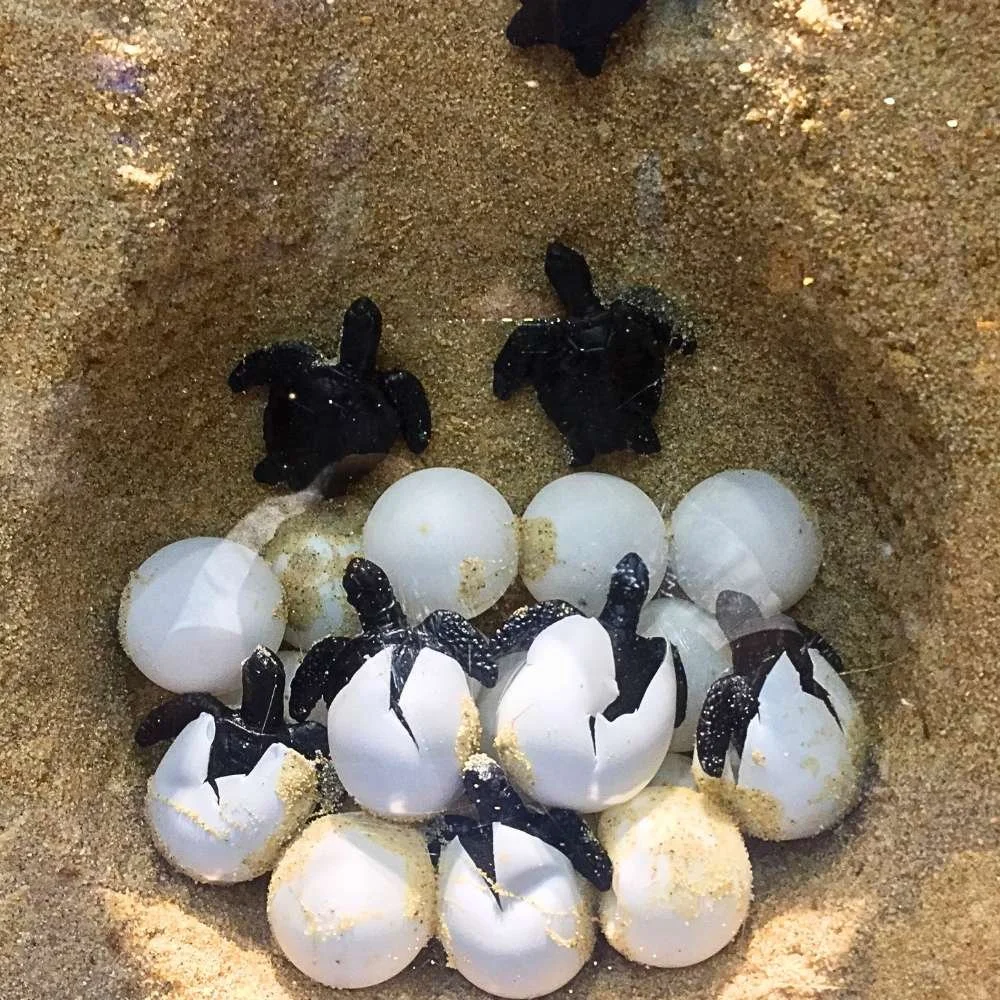 Stuck Between “I Want To” and “I’m Not Sure”: Working Through ...