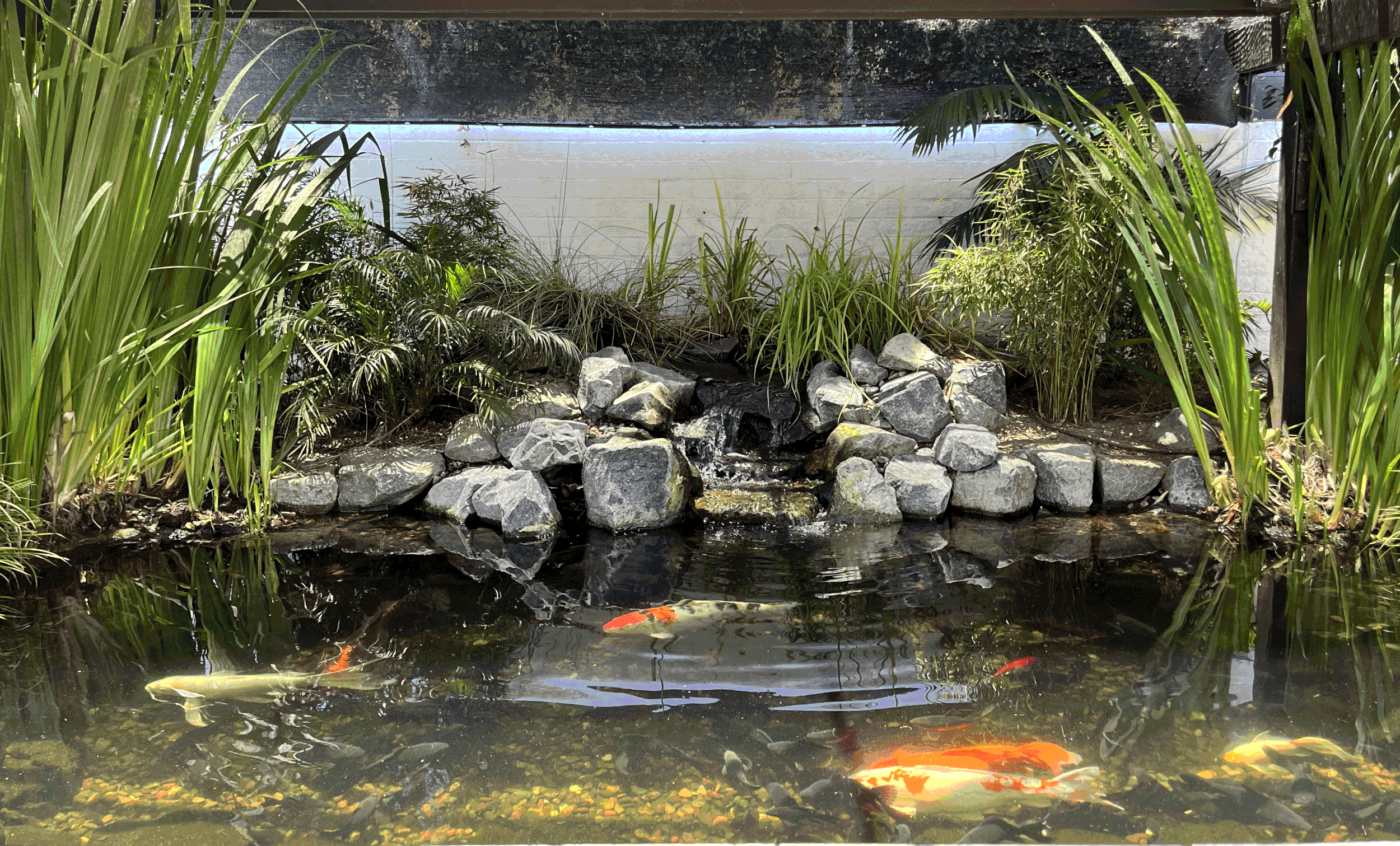 Rancho Santa Fe Pond Service