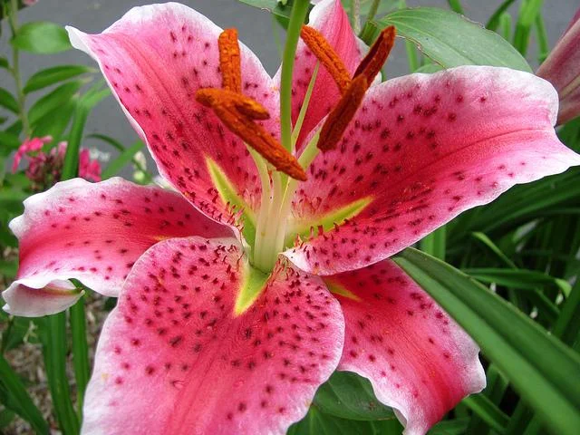 Lilies Oriental/OT (Oriental-Trumpet) — JD Royer Wholesale Florist