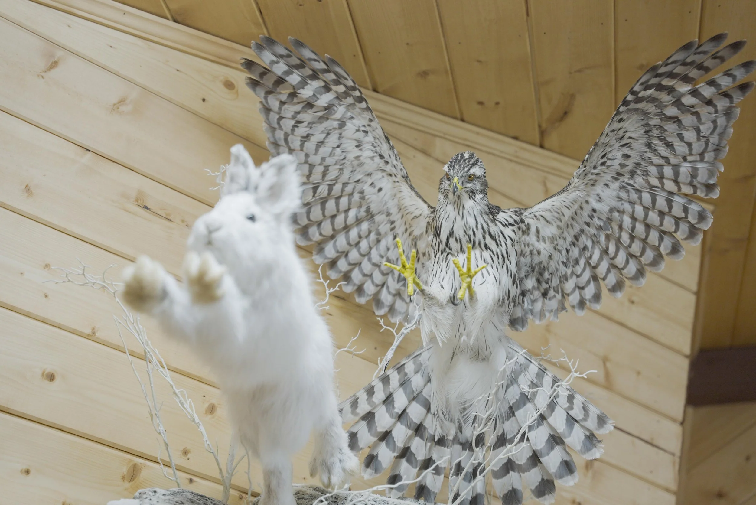 Contact Us — Nature's North Wildlife Gallery