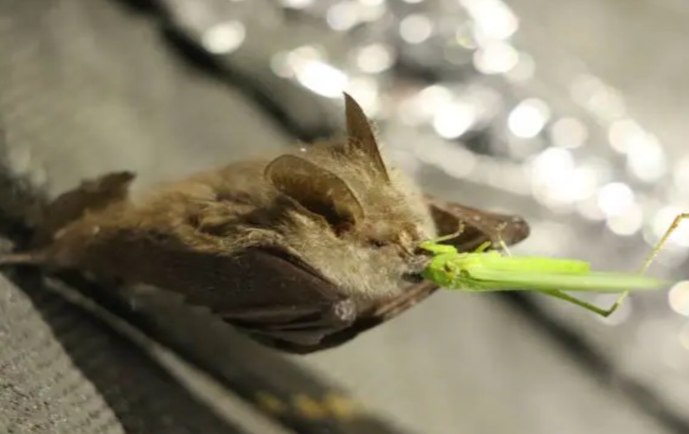 THE ECOLOGIK INSTITUTE — Silent protectors: How bats affect our agriculture