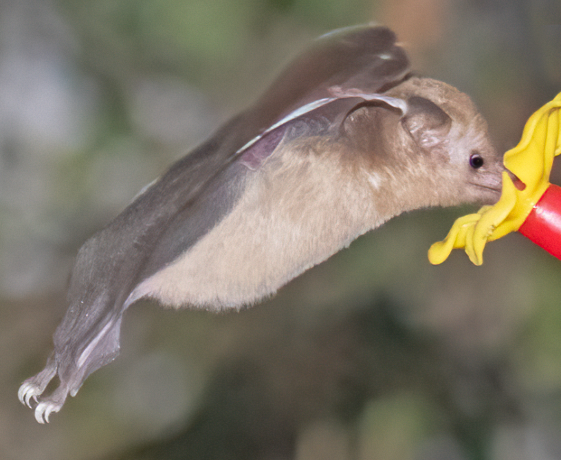 THE ECOLOGIK INSTITUTE — Silent protectors: How bats affect our agriculture