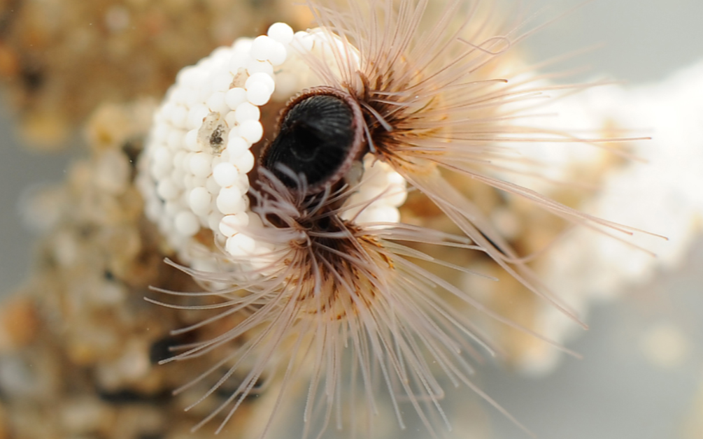 THE ECOLOGIK INSTITUTE — Nature’s Underwater Innovators: Sandcastle worms