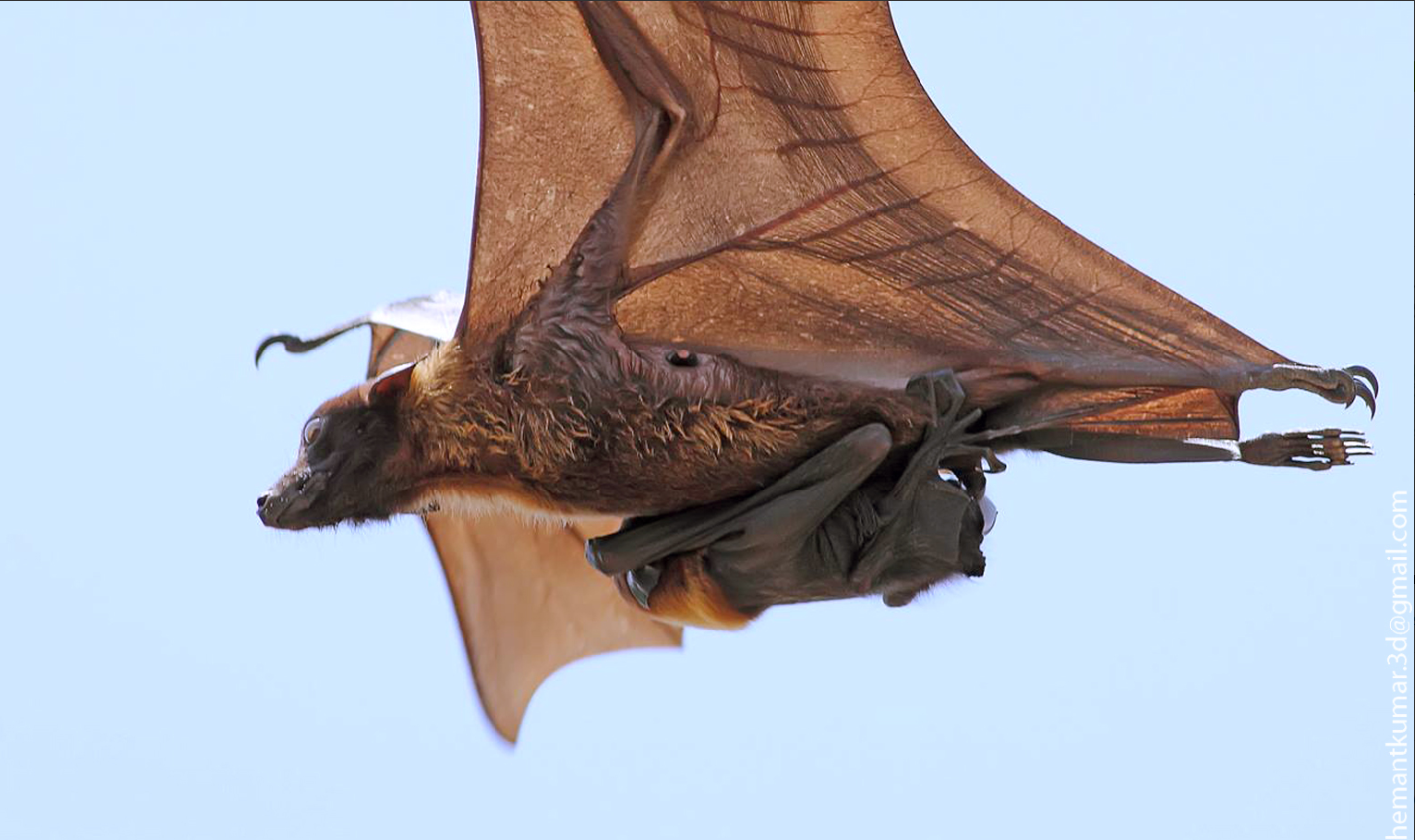 The Ecologik Institute — Silent Protectors How Bats Affect Our Agriculture 2719