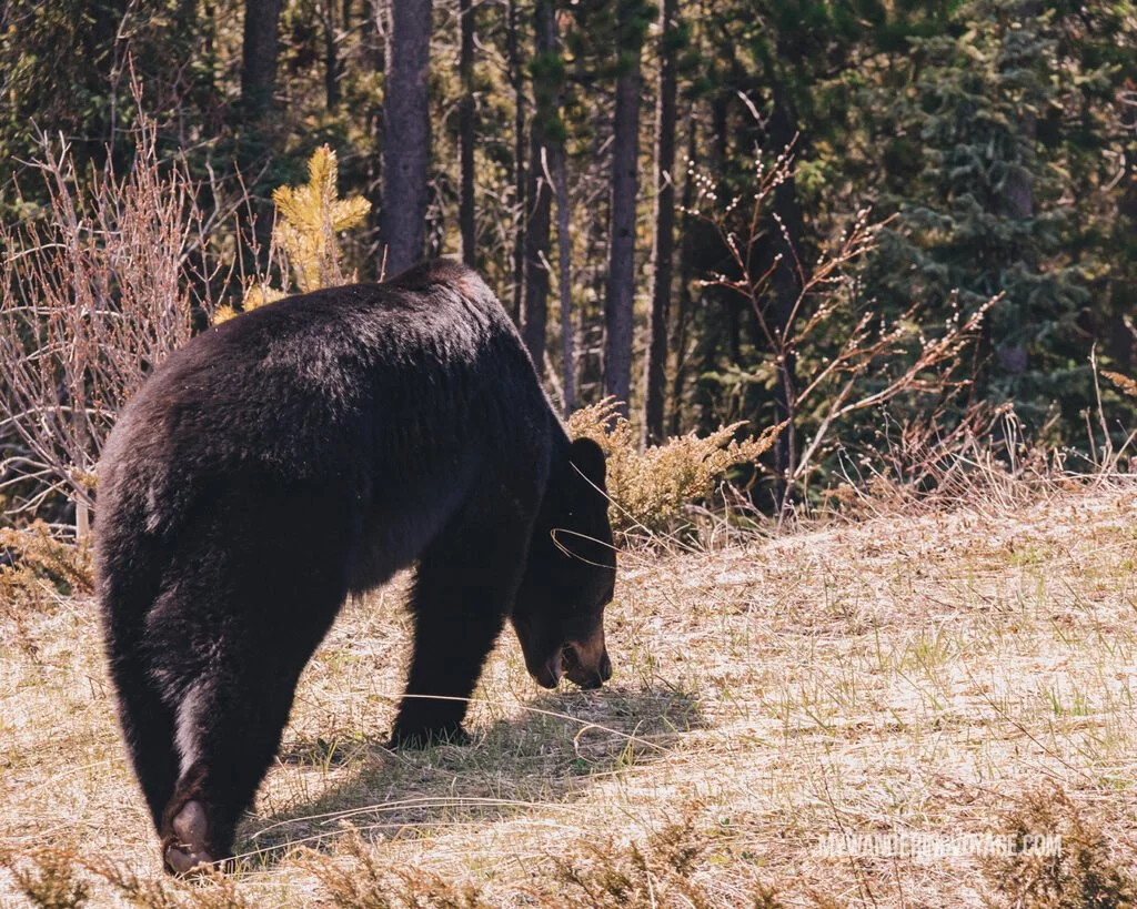 Must-see places between Jasper and Banff National Parks, Alberta | My ...