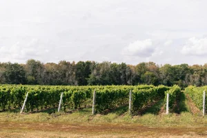 The Ultimate Weekend Guide to Prince Edward County | My Wandering Voyage